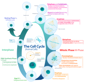 Cell Cycle - Definition, Phases, Checkpoints, Regulation - Biology ...