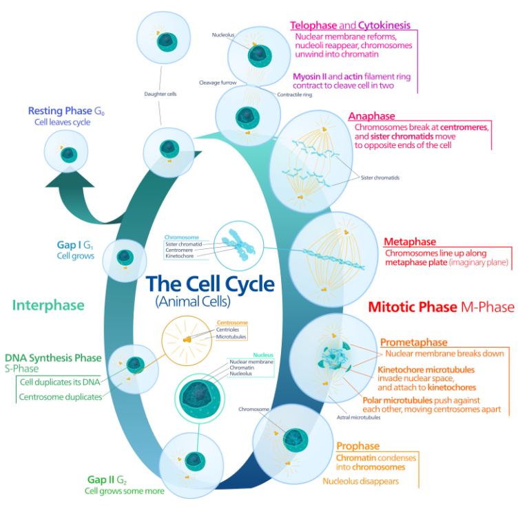 Cell Cycle - Definition, Phases, Checkpoints, Regulation - Biology ...