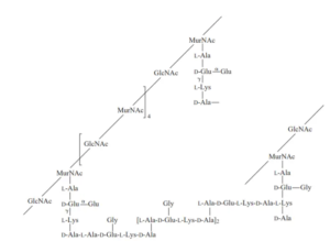 Polysaccharide - Definition, Types, Structure, Functions, Examples ...