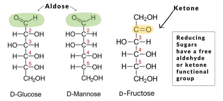 Disaccharides - Definition, Classification, Functions, Examples ...
