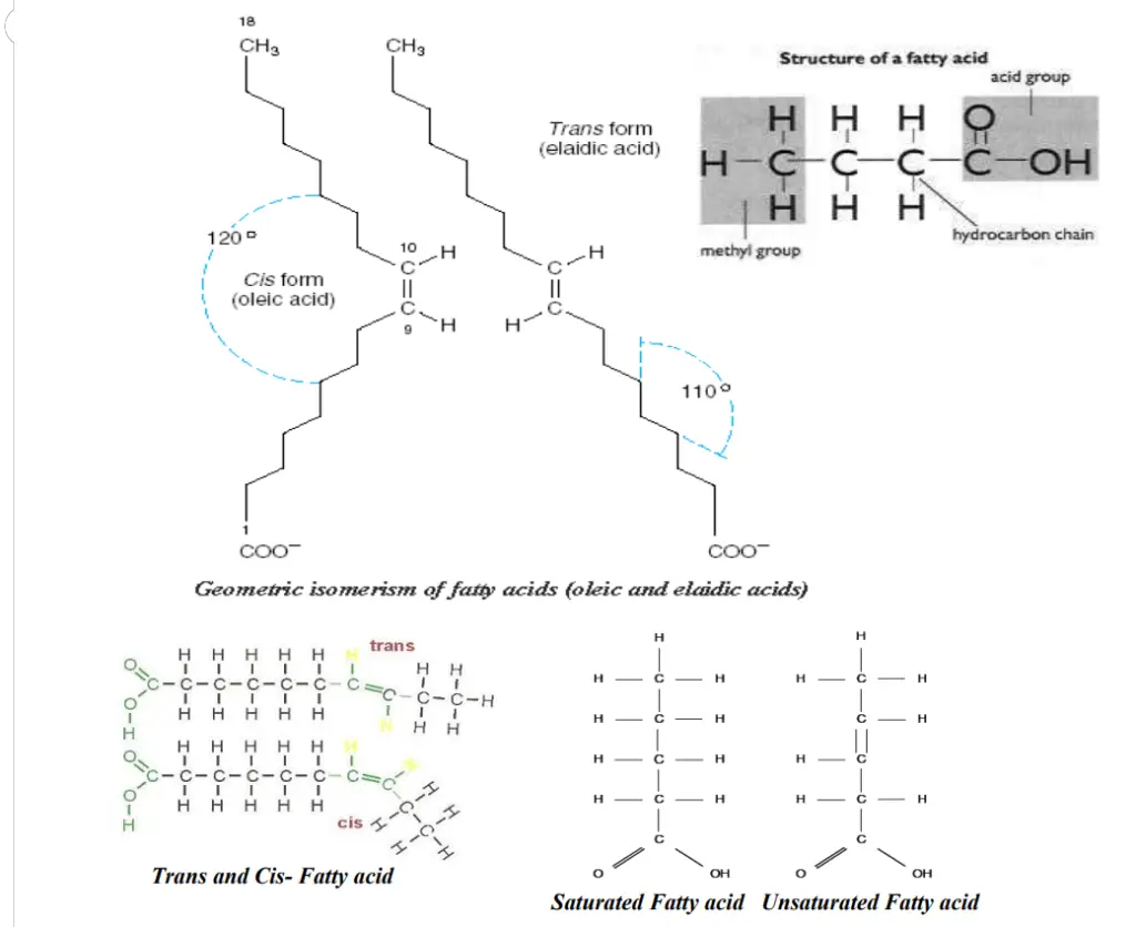 Fatty Acid Molecule Diagram