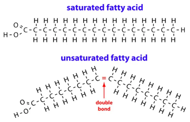 Fatty acid - Definition, Structure, Types, Functions - Biology Notes Online