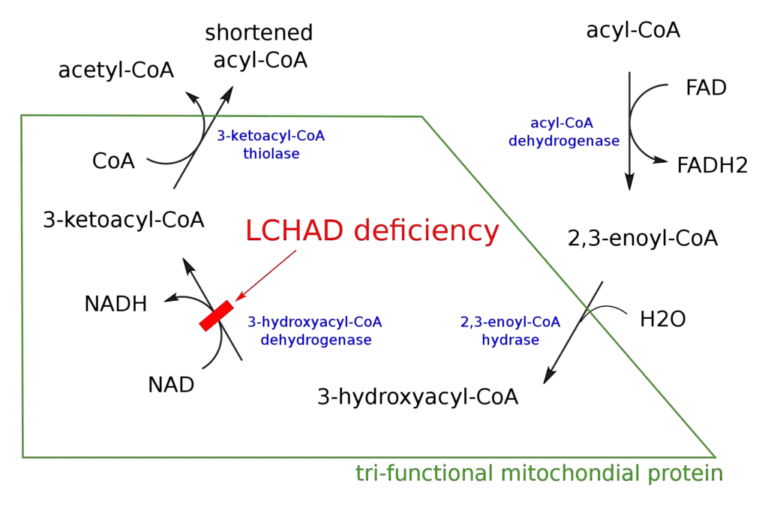 Beta-oxidation of Fatty Acid - Definition, Steps, Importance - Biology ...