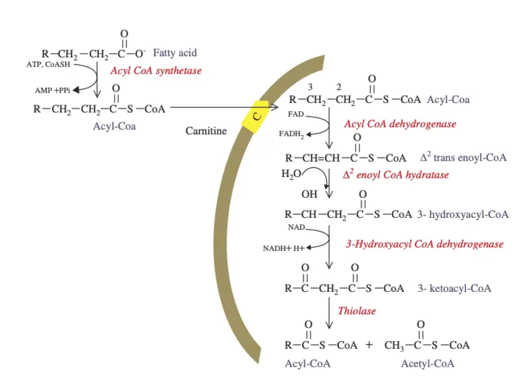 Beta-oxidation Of Fatty Acid - Definition, Steps, Importance - Biology ...
