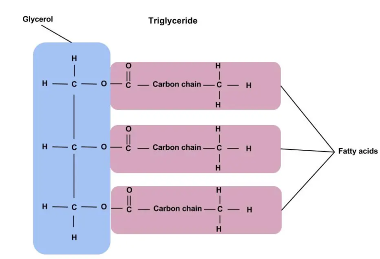 Lipids - Definition, Structure, Properties, Types, Functions, Examples ...