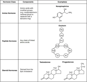 Hormones - Definition, Structure, Types, Functions, Examples - Biology ...