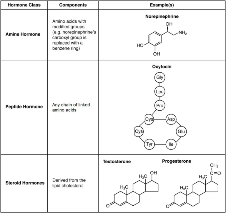 Hormones - Definition, Structure, Types, Functions, Examples - Biology ...