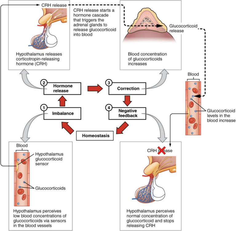 Hormones - Definition, Structure, Types, Functions, Examples - Biology ...