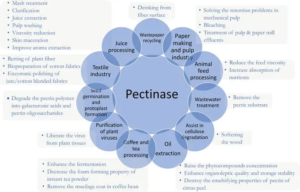 Microbial degradation of Pectin - Enzymes, Steps, Mechanisms - Biology ...