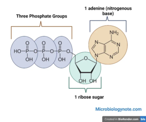 Adenosine triphosphate (ATP) - Structure, Synthesis, Functions ...