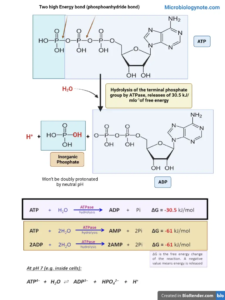 Adenosine triphosphate (ATP) - Structure, Synthesis, Functions ...