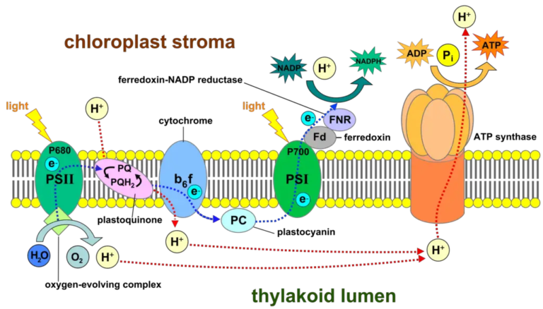 Photosystem I (PS1) - Structure, Functions - Biology Notes Online