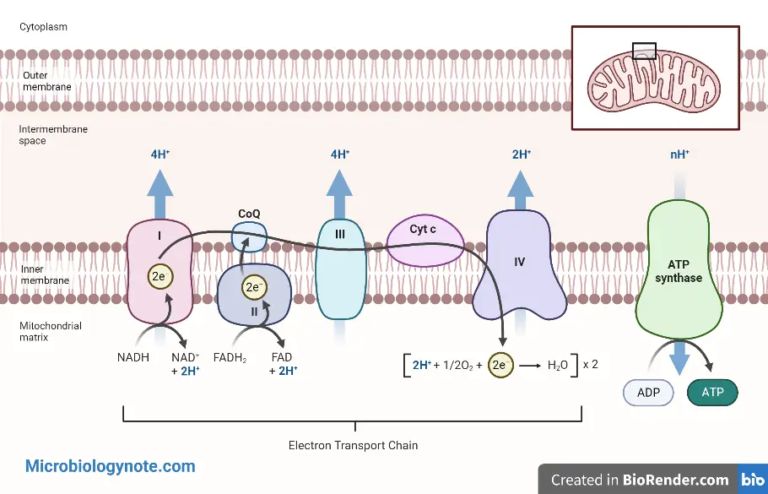 Adenosine triphosphate (ATP) - Structure, Synthesis, Functions ...