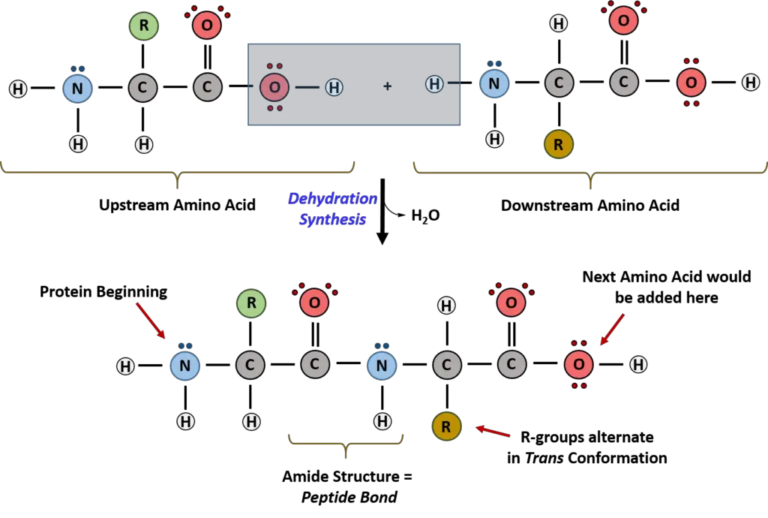 Four Types Of Protein Structure With Diagram - Primary, Secondary ...