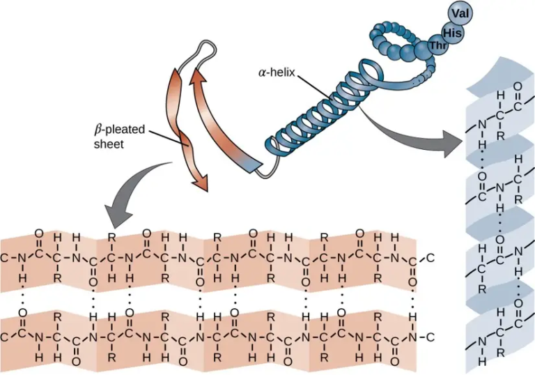 Four Types of Protein Structure With Diagram - Primary, Secondary ...