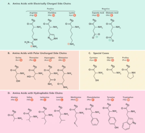 Amino Acids - Physical Properties, Structure, Classification, Functions ...