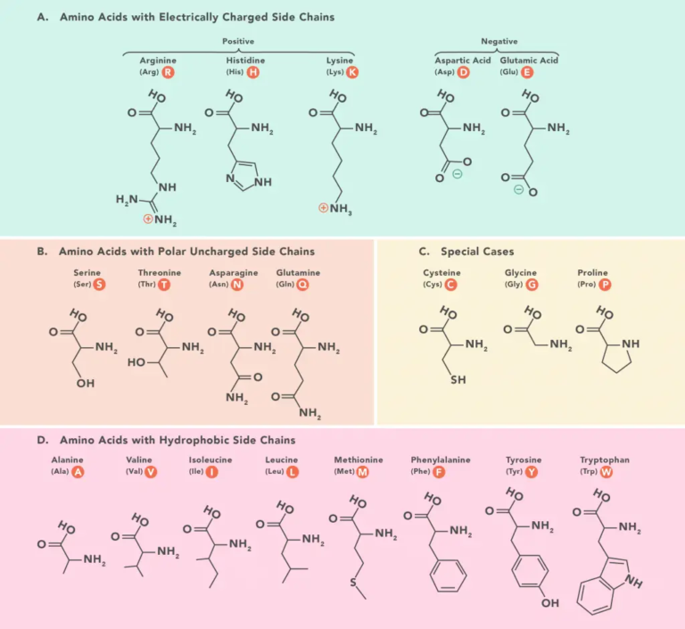 Amino Acids - Physical Properties, Structure, Classification, Functions ...