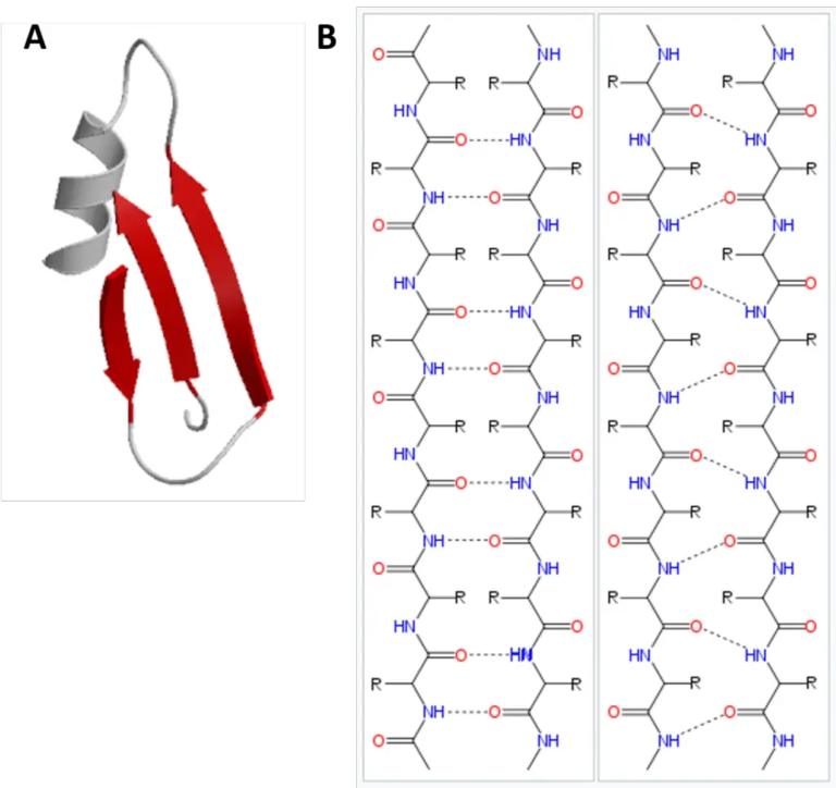 Four Types of Protein Structure With Diagram - Primary, Secondary ...