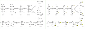 Glycolysis – Definition, Steps, Enzymes, Regulation, Result – Biology ...
