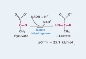 Fate of Pyruvate - Acetyl CoA, Lactate, Alcohol Formation - Biology ...