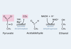 Fate Of Pyruvate - Acetyl CoA, Lactate, Alcohol Formation - Biology ...