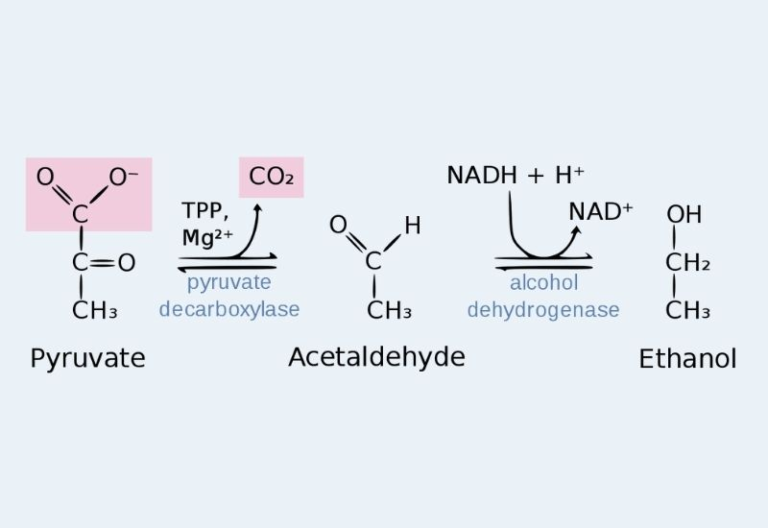 Fate of Pyruvate: Acetyl CoA, Lactate, Alcohol Formation. - Biology ...