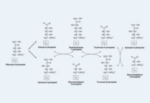 Pentose Phosphate Pathway - Definition, Steps, Regulation, Importance ...