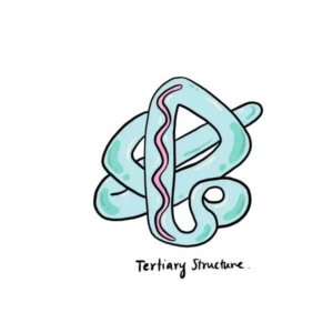 Four Types of Protein Structure With Diagram - Primary, Secondary ...