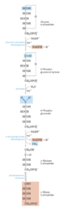 Pentose Phosphate Pathway - Definition, Steps, Regulation, Importance ...