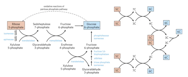 Pentose Phosphate Pathway - Definition, Steps, Regulation, Importance ...