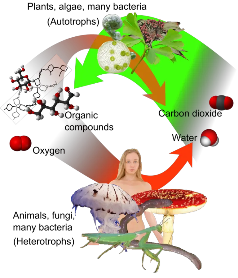 Autotrophs - Definition, Types, Importance, Examples - Biology Notes Online