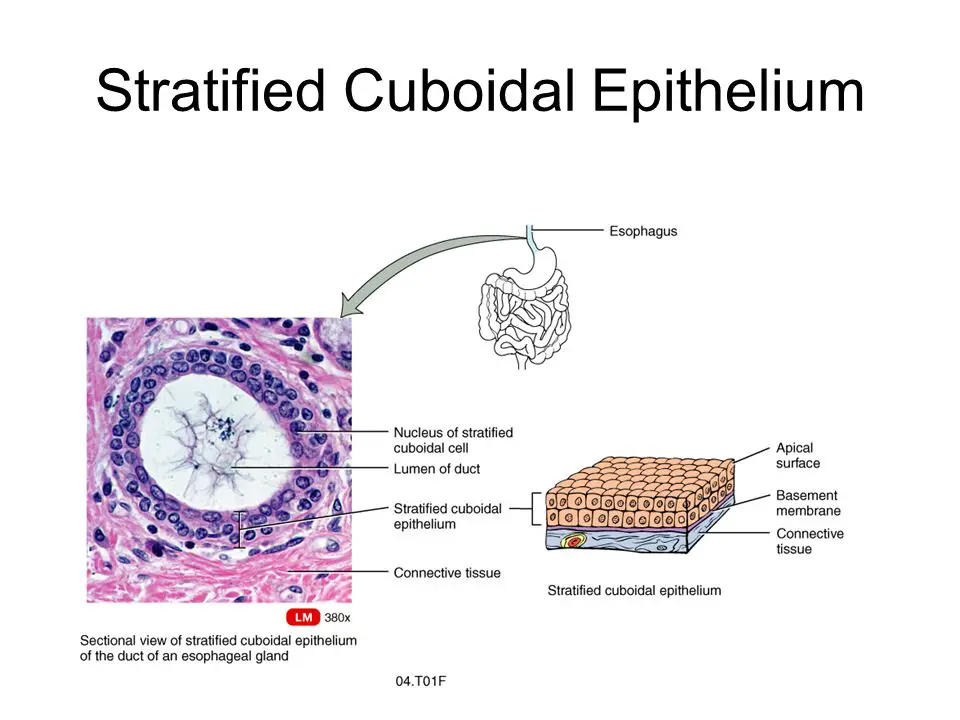 Stratified Cuboidal Epithelium Slide 400x Histology Help?