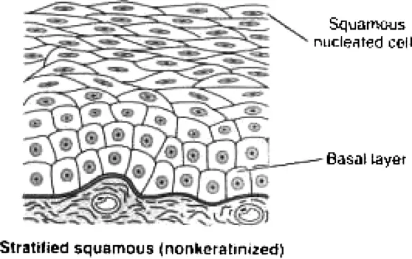 Stratified Squamous Epithelium