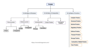 Classification of Protein On the Basis of Structure, Composition ...