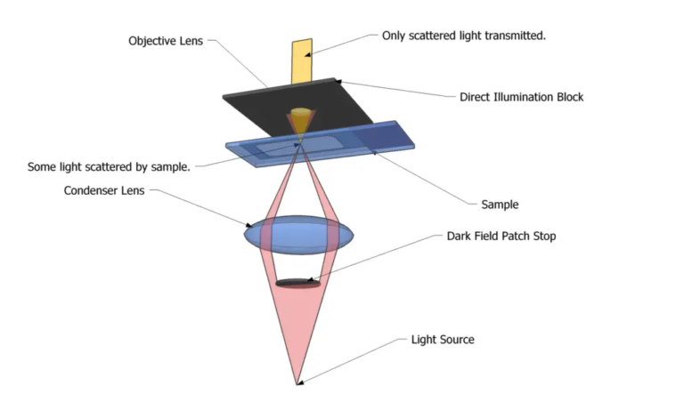 Dark Field Microscopy - Principle, Parts, Procedure, Uses - Biology ...
