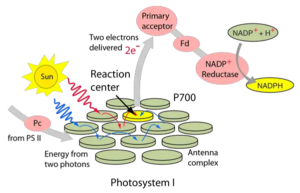 Photosystem I (PS1) - Structure, Functions - Biology Notes Online