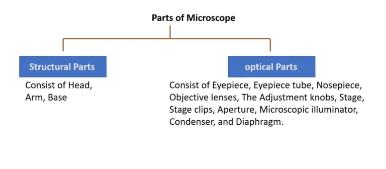 Parts of a Microscope and Their Functions - Biology Notes Online