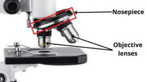 Parts Of A Microscope And Their Functions - Biology Notes Online