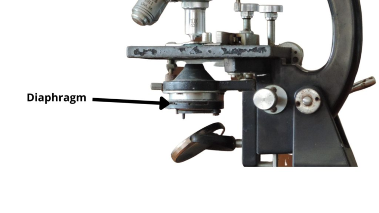 Parts Of A Microscope And Their Functions - Biology Notes Online