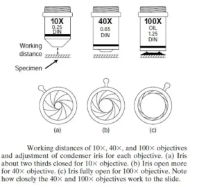 Parts Of A Microscope And Their Functions - Biology Notes Online