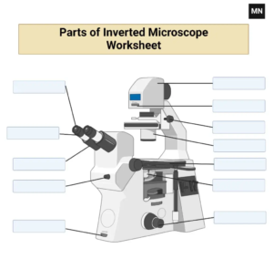 Parts Of A Microscope And Their Functions - Biology Notes Online