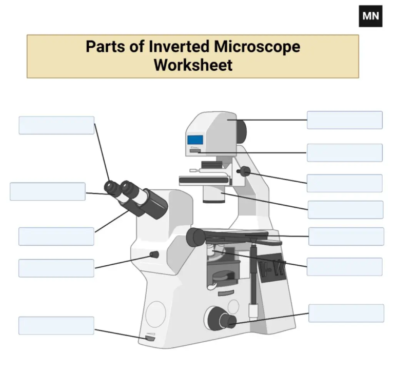 Parts Of A Microscope And Their Functions - Biology Notes Online