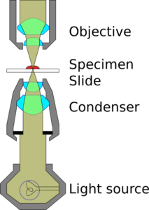 Microscope Condenser - Types, Parts, Mechanism, Uses - Biology Notes Online