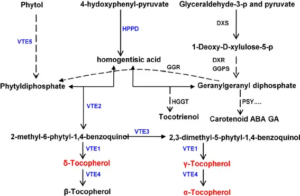 Vitamin E - Structure, Functions, Synthesis, Deficiency - Biology Notes ...