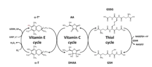 Vitamin E - Structure, Functions, Synthesis, Deficiency - Biology Notes ...