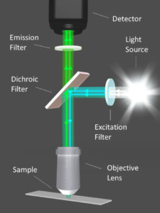 Fluorescence Microscopy - Principle, Parts, Uses - Biology Notes Online