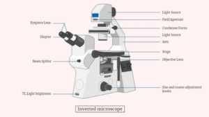 Inverted Microscope - Principle, Procedure, Parts, Uses - Biology Notes ...