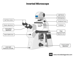 Inverted Microscope - Principle, Procedure, Parts, Uses - Biology Notes ...
