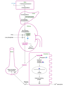 Vitamin D - Structure, Functions, Synthesis, Mechanism, Deficiency ...