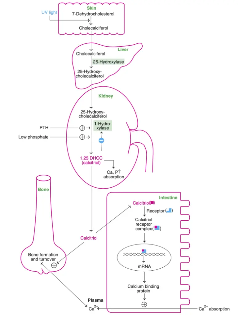 Vitamin D - Structure, Functions, Synthesis, Mechanism, Deficiency ...